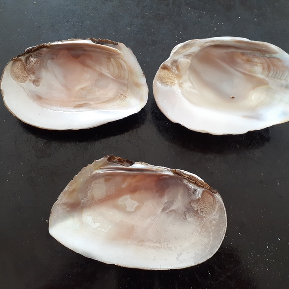 Accents | Stunning Pearl White 5 Sea Abalone Shells Set Of 3 | Poshmark